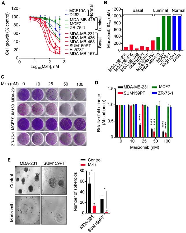Marizomib suppresses triple-negative breast cancer via proteasome and ...