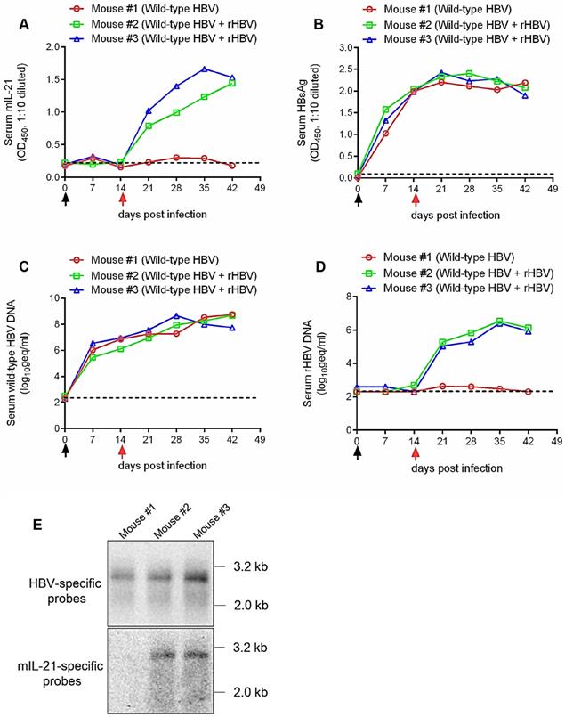 Characterization of IL-21-expressing recombinant hepatitis B virus (HBV ...