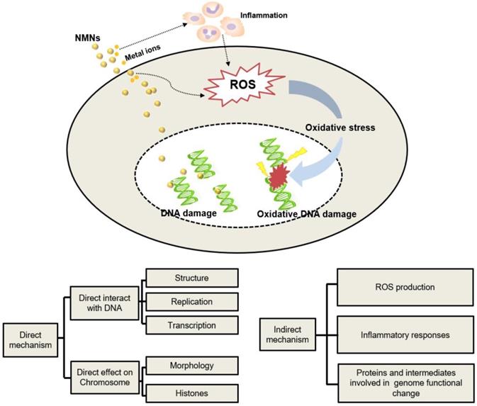 Adaptive changes induced by noble-metal nanostructures in vitro and in vivo