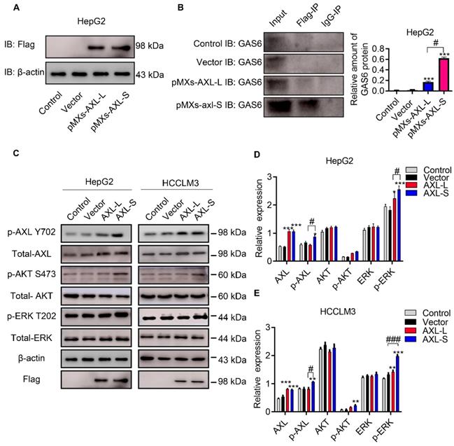 Skipping of exon 10 in Axl pre-mRNA regulated by PTBP1 mediates ...