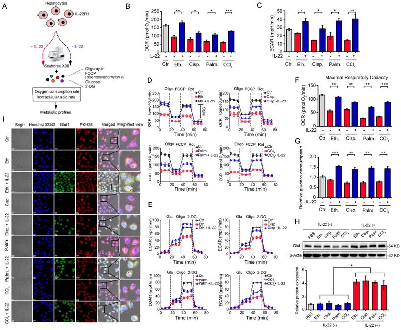 Interleukin-22 drives a metabolic adaptive reprogramming to maintain ...
