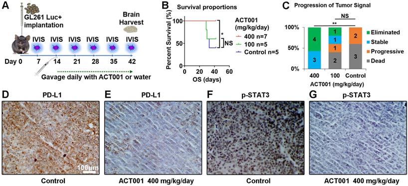 ACT001 reduces the expression of PD-L1 by inhibiting the ...