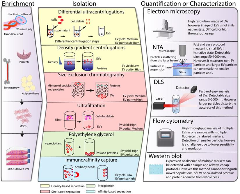 Mesenchymal stromal/stem cell-derived extracellular vesicles in tissue ...