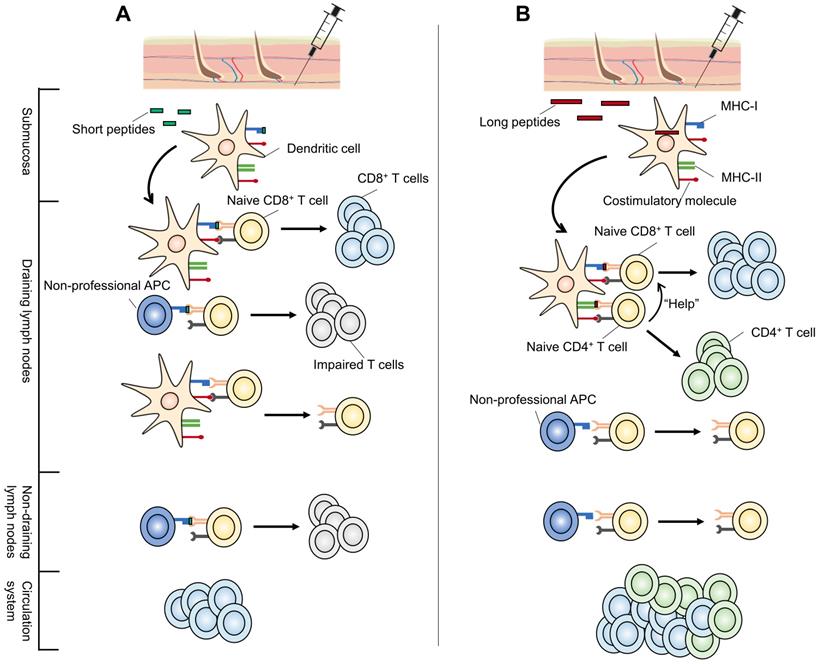 Personalized neoantigen vaccination with synthetic long peptides ...