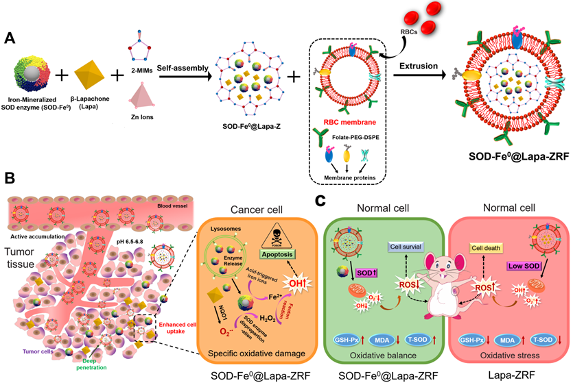 Advanced biomimetic nanoreactor for specifically killing tumor cells ...