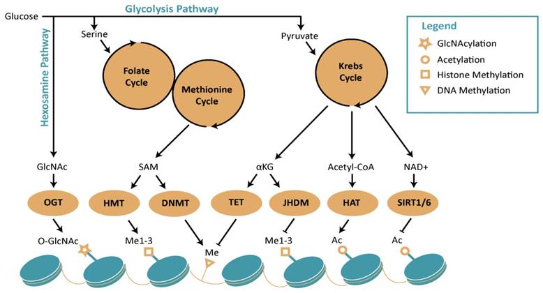 Epigenetics and metabolism at the crossroads of stress-induced ...