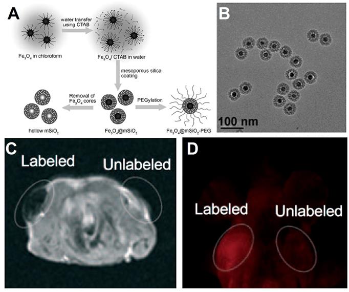 Multifunctional magnetic iron oxide nanoparticles: an advanced platform ...