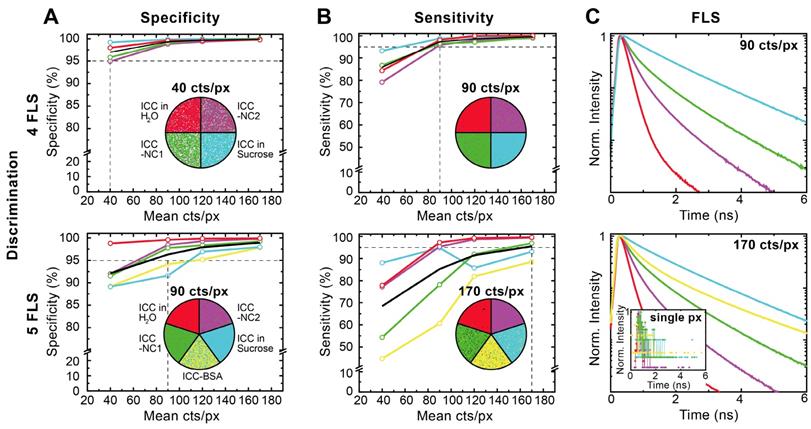 Faster, sharper, more precise: Automated Cluster-FLIM in preclinical ...