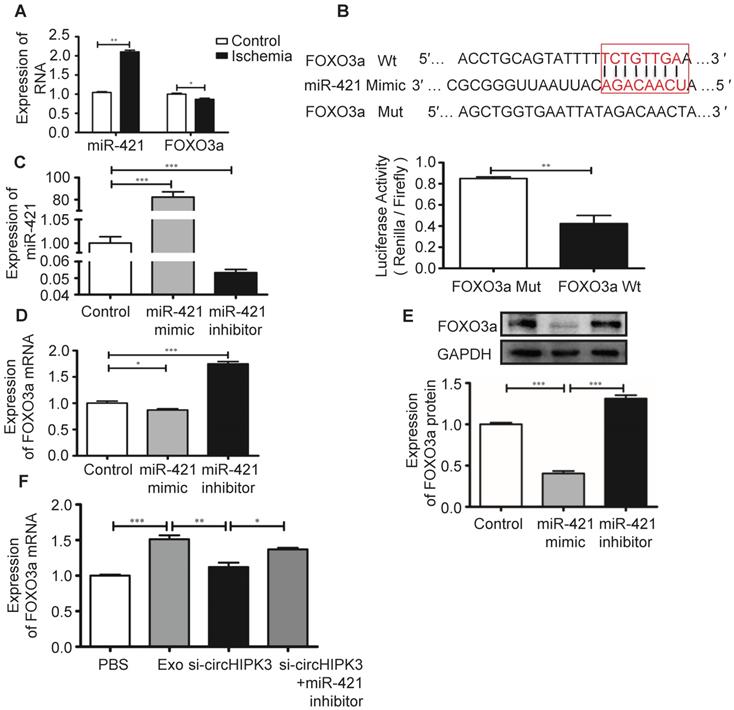 Stem cell-derived exosomes prevent pyroptosis and repair ischemic ...