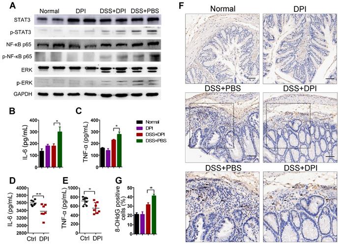 An ultralow dose of the NADPH oxidase inhibitor diphenyleneiodonium ...