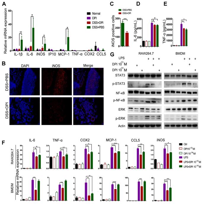 An ultralow dose of the NADPH oxidase inhibitor diphenyleneiodonium ...