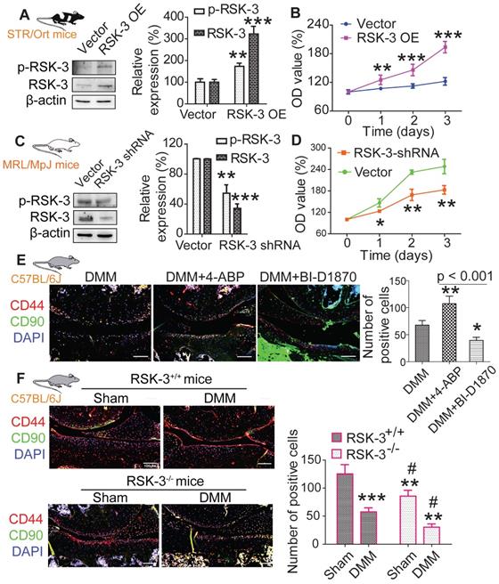 RSK-3 promotes cartilage regeneration via interacting with rpS6 in ...