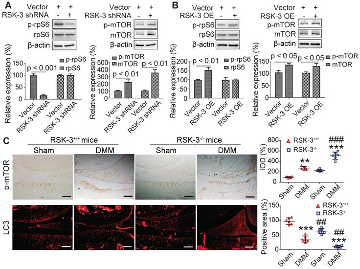 RSK-3 promotes cartilage regeneration via interacting with rpS6 in ...