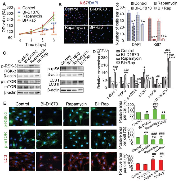 RSK-3 promotes cartilage regeneration via interacting with rpS6 in ...