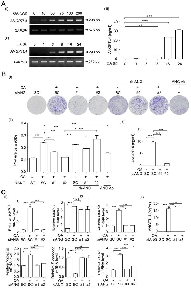 Oleic acid-induced NOX4 is dependent on ANGPTL4 expression to promote ...