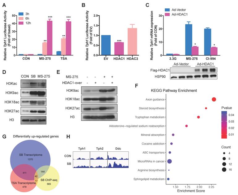 Protein acetylation derepresses Serotonin Synthesis to potentiate ...