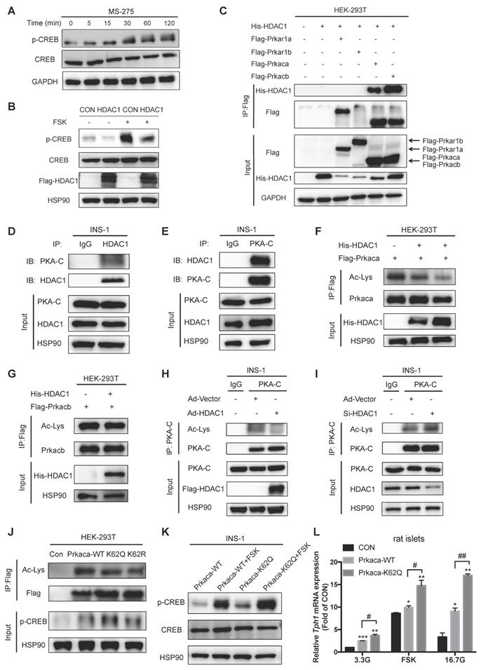 Protein acetylation derepresses Serotonin Synthesis to potentiate ...
