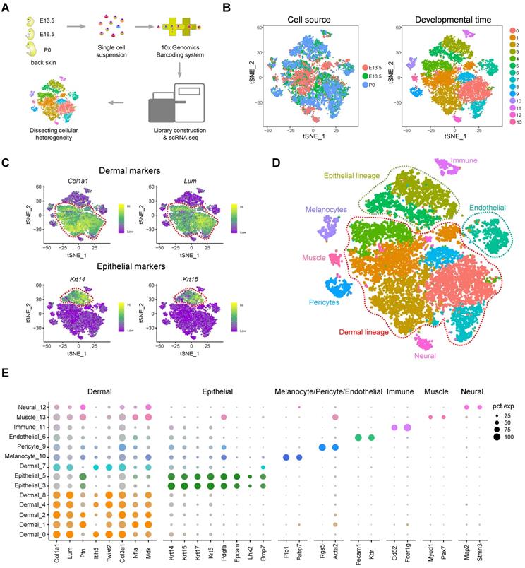 Single-cell Transcriptome Profiling reveals Dermal and Epithelial cell ...