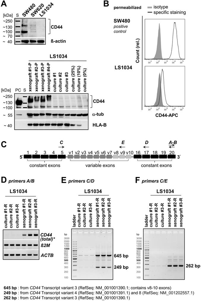 Microenvironmentally-driven Plasticity of CD44 isoform expression ...