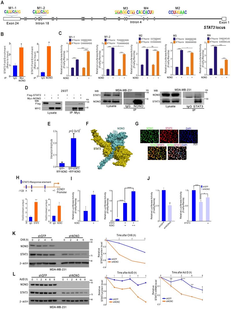 RNA-binding protein NONO contributes to cancer cell growth and confers ...