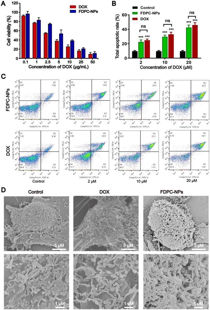 Morphological transformation enhances Tumor Retention by Regulating the ...