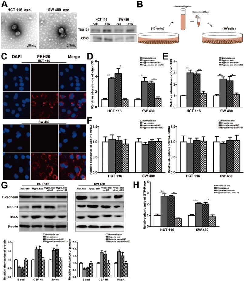 Hypoxia induced exosomal circRNA promotes metastasis of Colorectal ...
