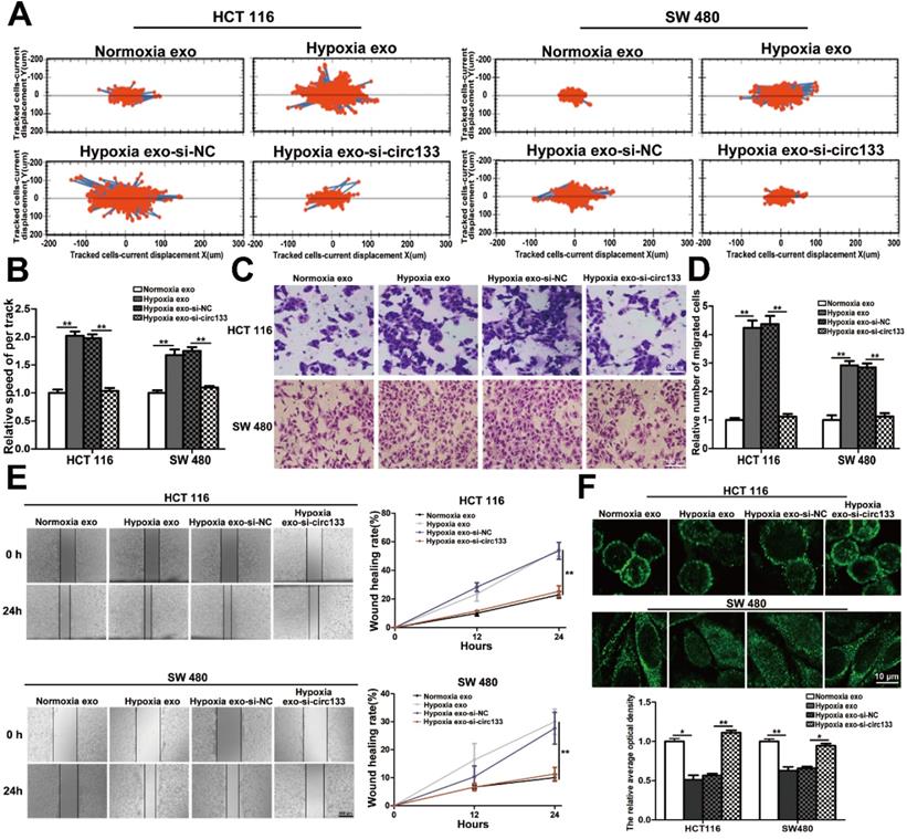 Hypoxia induced exosomal circRNA promotes metastasis of Colorectal ...