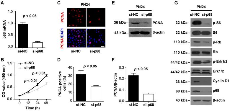 RNA helicase p68 inhibits the transcription and post-transcription of ...