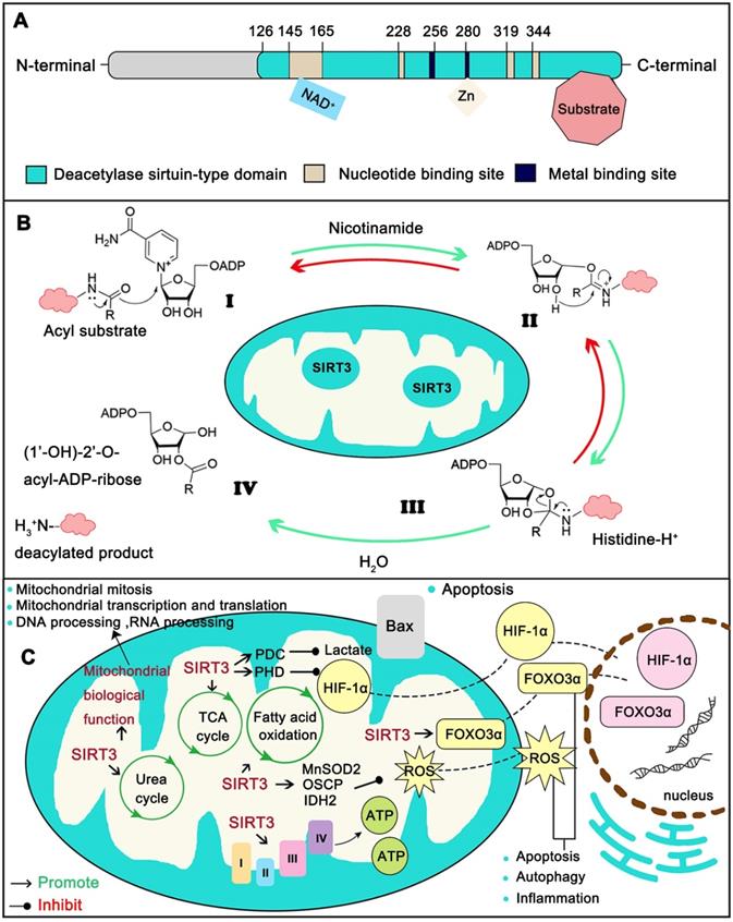 Mitochondrial Sirtuin 3: New emerging biological function and ...