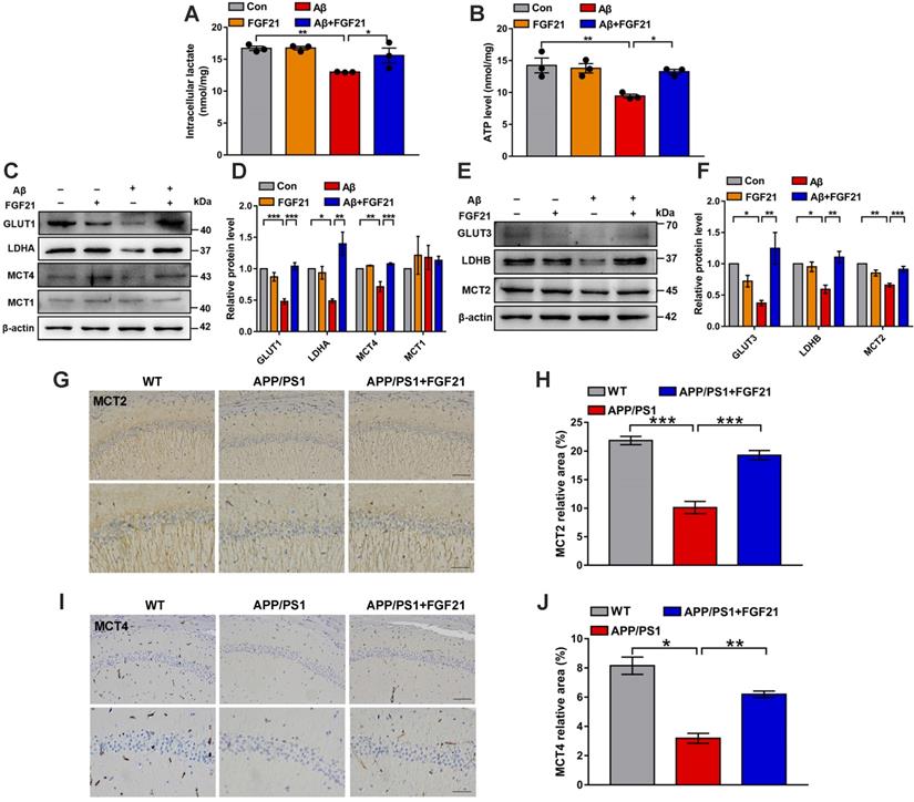 Modulation of the Astrocyte-Neuron Lactate Shuttle System contributes ...