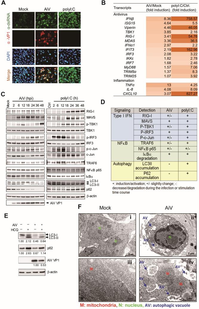 Aichi virus 3C protease modulates LC3- and SQSTM1/p62-involved ...