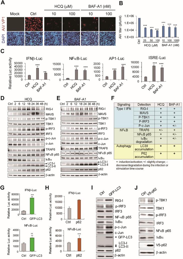 Aichi virus 3C protease modulates LC3- and SQSTM1/p62-involved ...