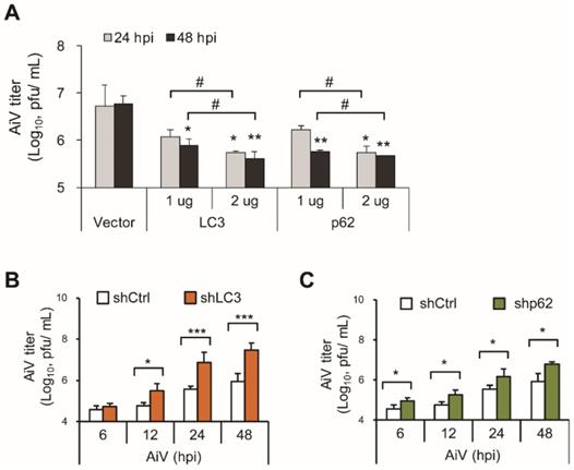 Aichi virus 3C protease modulates LC3- and SQSTM1/p62-involved ...