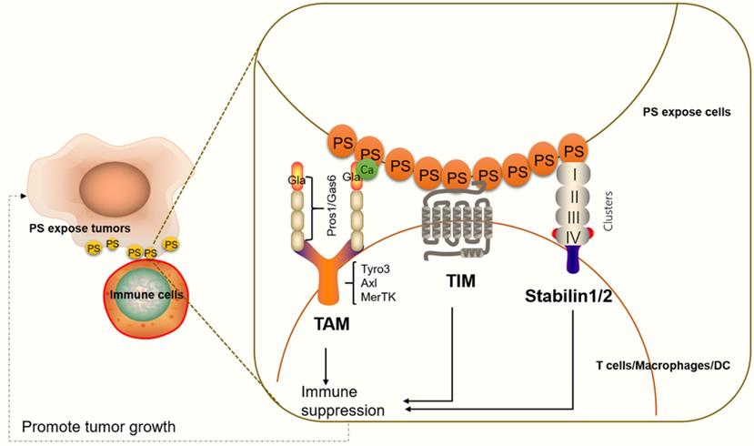 Targeting phosphatidylserine for Cancer therapy: prospects and challenges