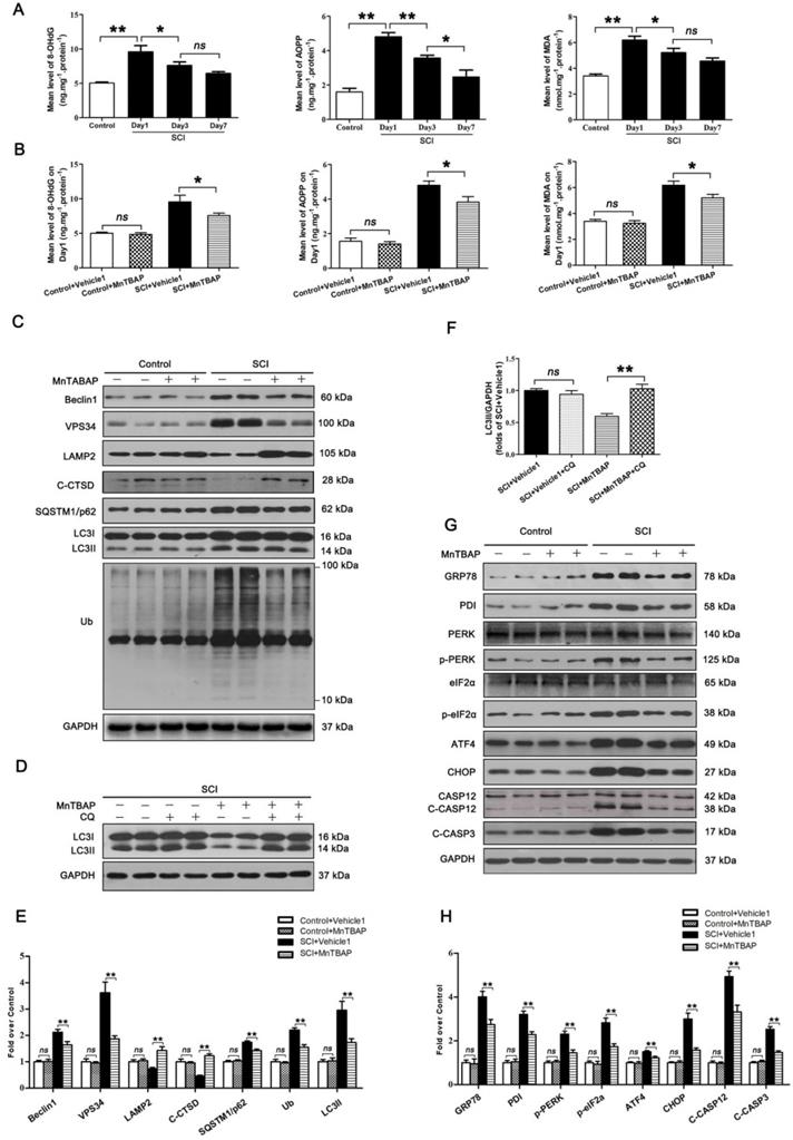 TFE3, a potential therapeutic target for Spinal Cord Injury via ...