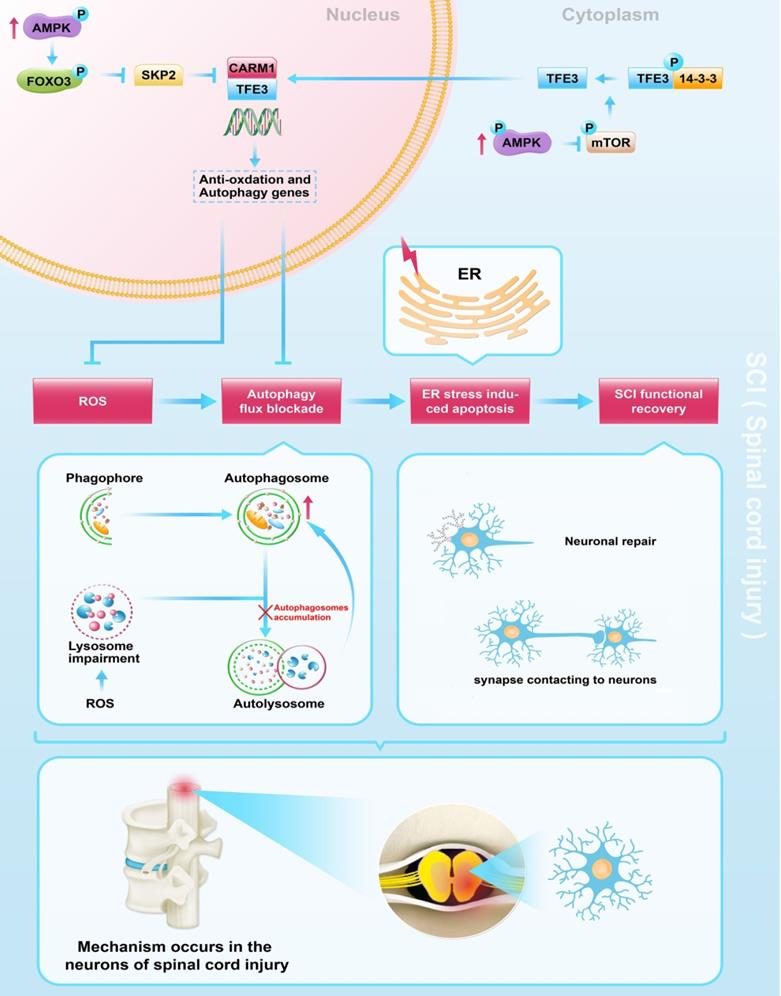 TFE3, a potential therapeutic target for Spinal Cord Injury via ...
