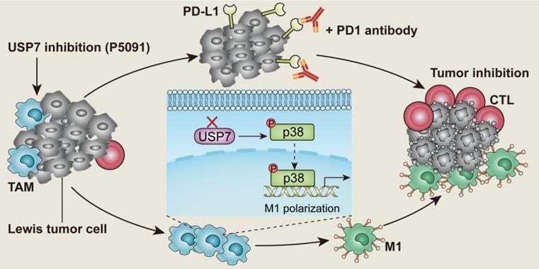USP7 targeting modulates anti-tumor immune response by reprogramming ...