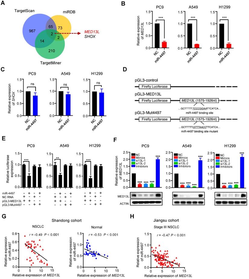 MED13L integrates Mediator-regulated epigenetic control into lung ...