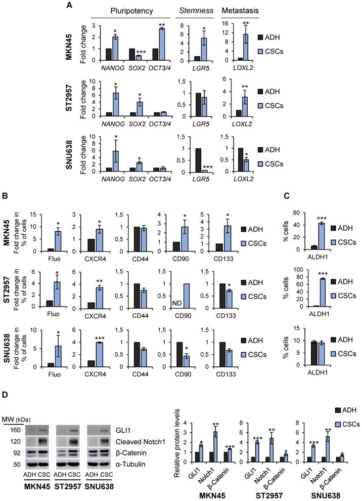 Targeting MAD2 modulates stemness and tumorigenesis in human Gastric ...