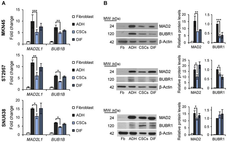 Targeting MAD2 modulates stemness and tumorigenesis in human Gastric ...