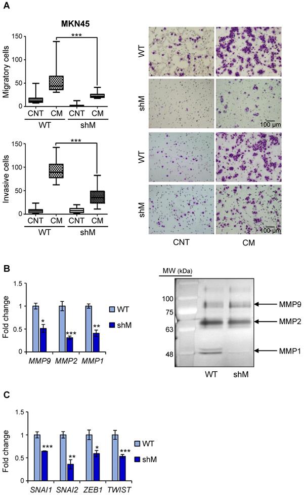Targeting MAD2 modulates stemness and tumorigenesis in human Gastric ...