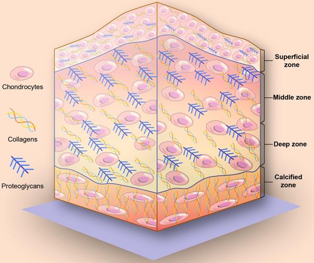 Exquisite design of injectable Hydrogels in Cartilage Repair