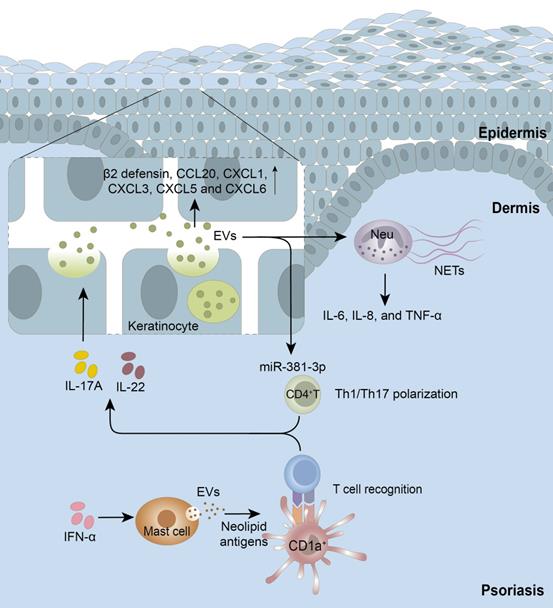 Extracellular vesicles in Inflammatory Skin Disorders: from ...