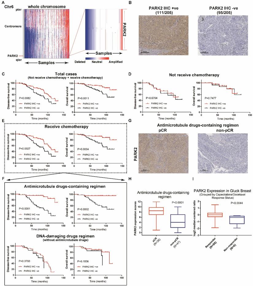 PARK2 promotes mitochondrial pathway of apoptosis and antimicrotubule ...
