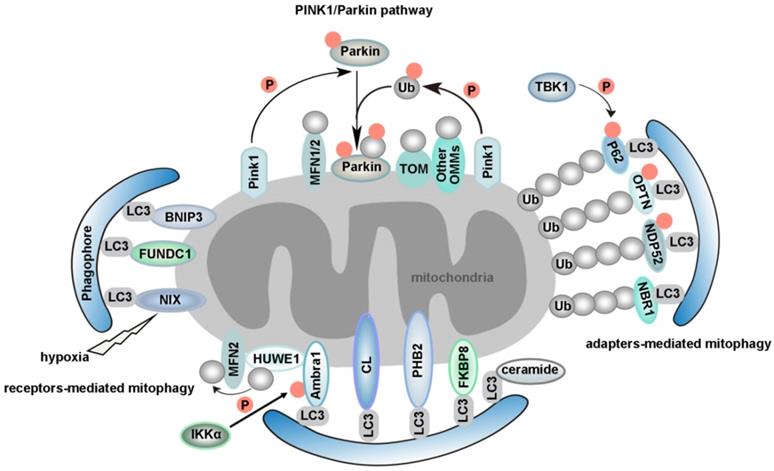 Selective autophagy of intracellular organelles: recent research advances