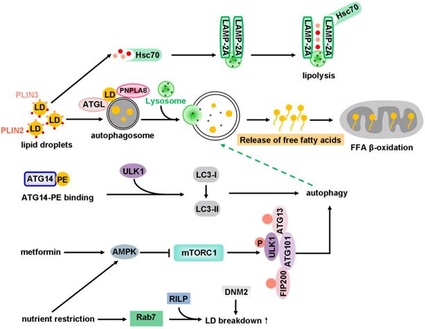 Selective autophagy of intracellular organelles: recent research advances