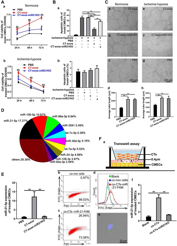 Cardiac telocytes inhibit cardiac microvascular endothelial cell ...