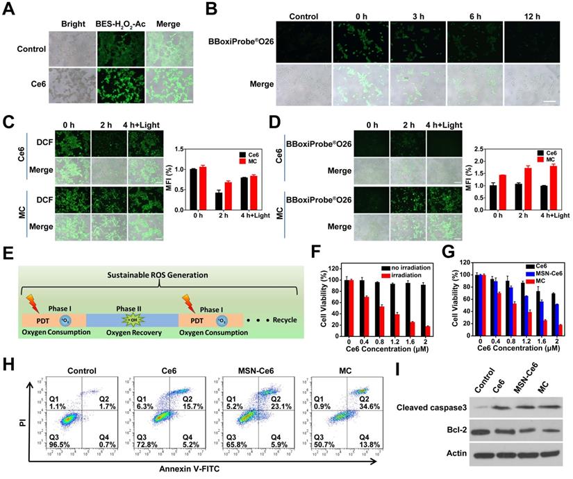 Tumor cell-activated “Sustainable ROS Generator” with homogeneous ...