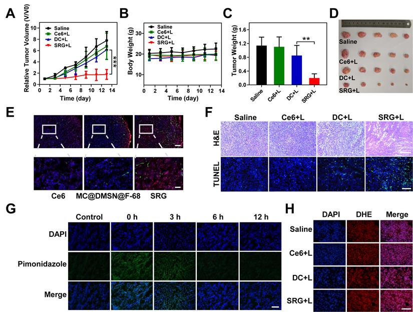 Tumor cell-activated “Sustainable ROS Generator” with homogeneous ...