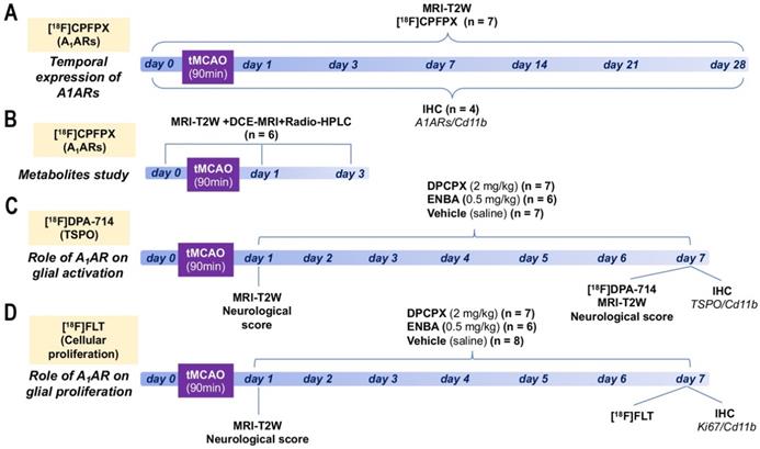 In vivo multimodal imaging of adenosine A1 receptors in ...